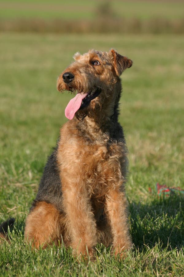 Airedale terrier stock image. Image of natural, friendly - 1301903