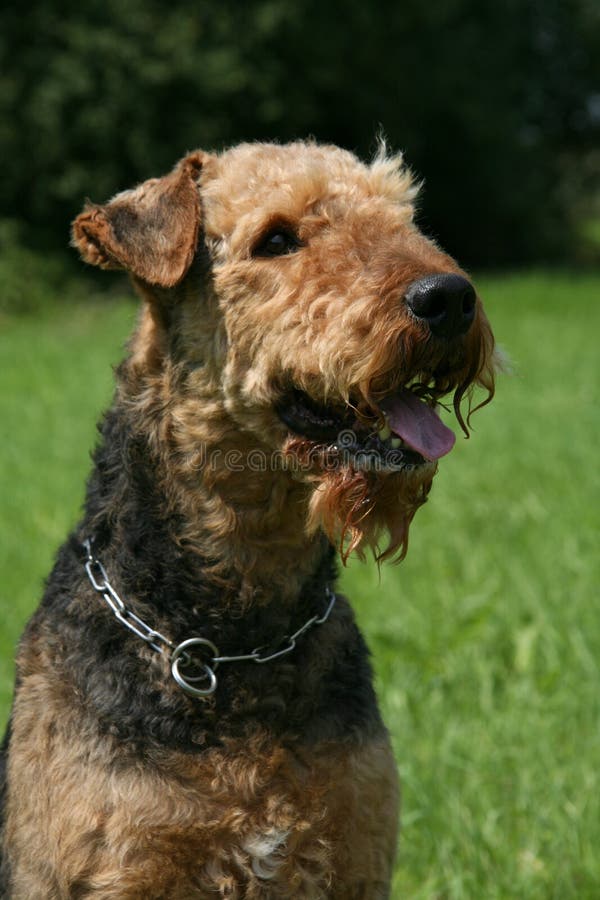Airedale Terrier stock photo. Image of terrier, bingley - 23724148