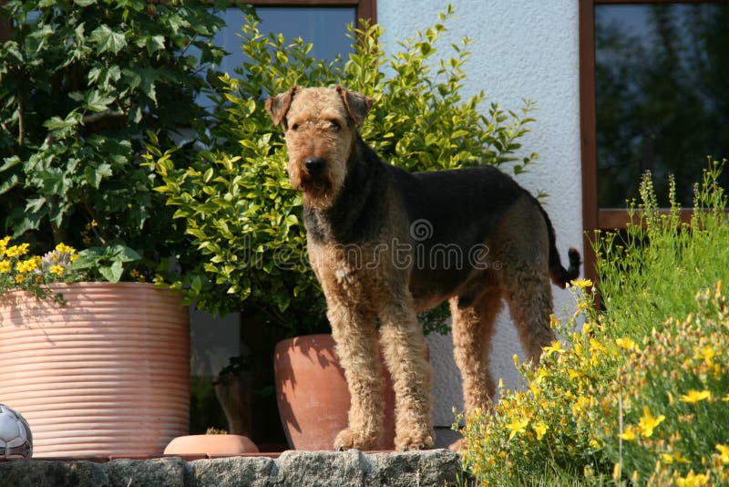 How Do Airedale Hunt