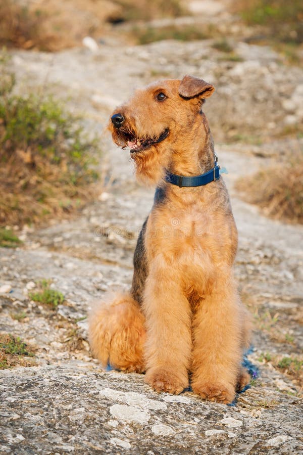 Smiling Happy Airedale Terrier Dog Stock Image - Image of airedale ...