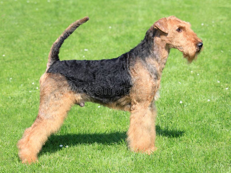 Airedale puppy Close-up stock image. Image of mammal - 21520155