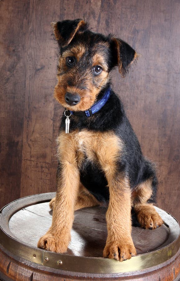 Airedale terrier stock photo. Image of airedale, eyes - 7159916