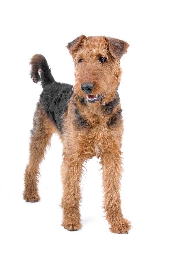 Dog. Airedale. stock photo. Image of grass, playing, gray - 55825234