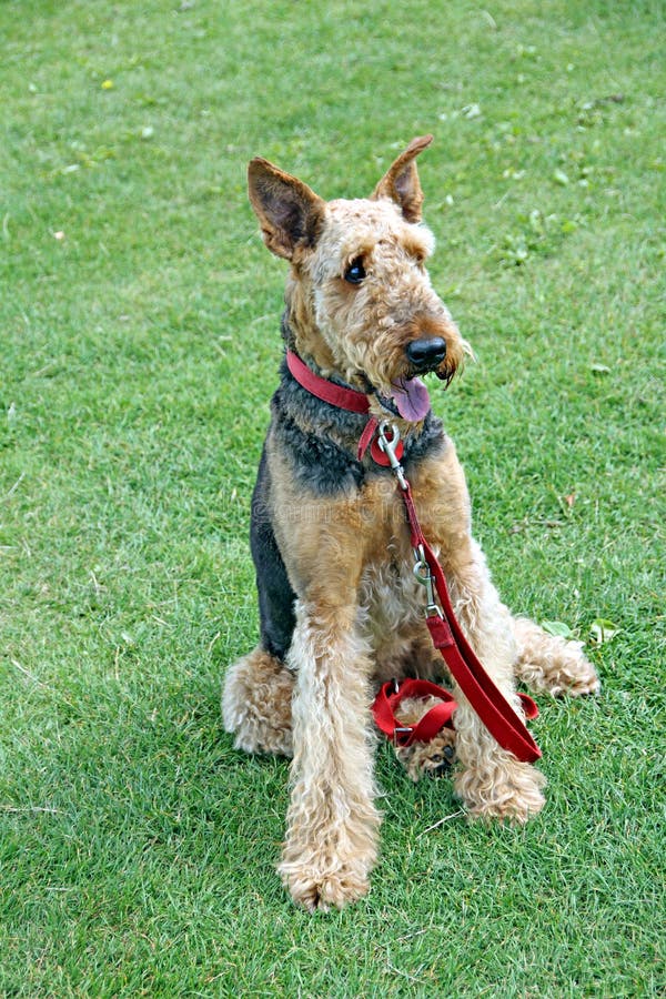 Airedales Photos - Free & Royalty-Free Stock Photos from Dreamstime