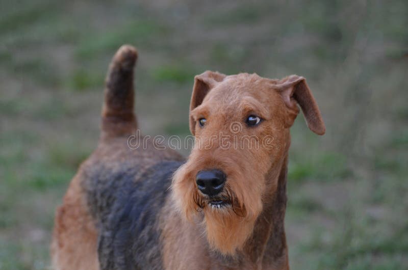 Airedale Terrier Dog Face stock image. Image of animal - 89704225
