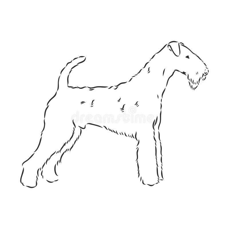 Airedale Terrier Dog. Hand Drawn Stock Vector - Illustration of friend ...