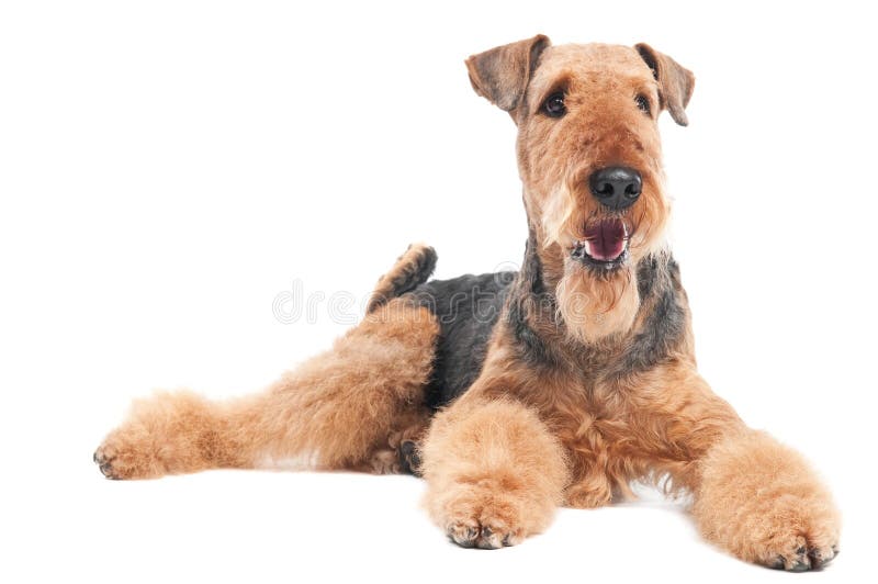 Airedale puppy Close-up stock image. Image of mammal - 21520155