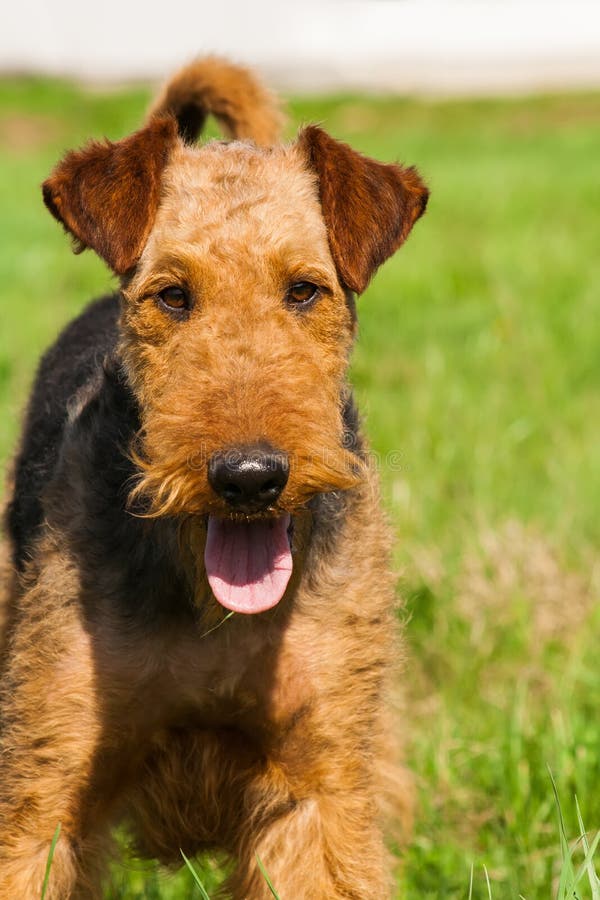 Portrait Airedale Terrier Pedigreed Show Dog Stock Image - Image of ...