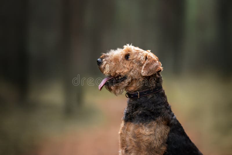 Airedale Terrier Dog Portrait in the Forest Stock Photo - Image of ...