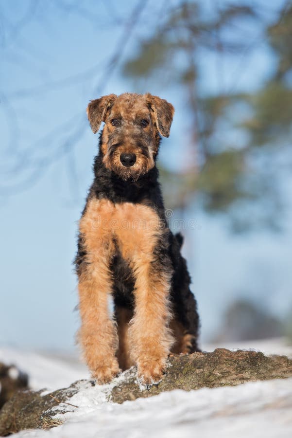 Adorable Airedale Terrier Puppy Outdoors in Winter Stock Image - Image ...