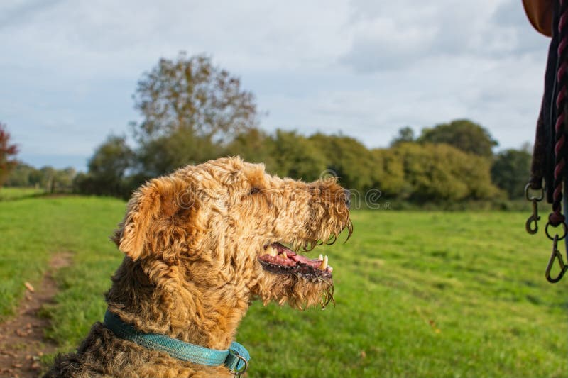 Airedale Terrier Posing Treat Stock Photos - Free & Royalty-Free Stock ...