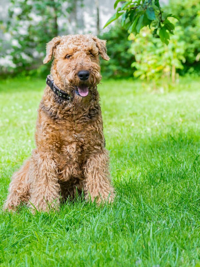 Airedale Terrier is a Strong and Muscular Dog of Medium Size Stock ...