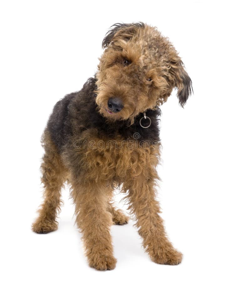 Bastaard Hond Voor Witte Achtergrond Stock Afbeelding - Afbeelding ...