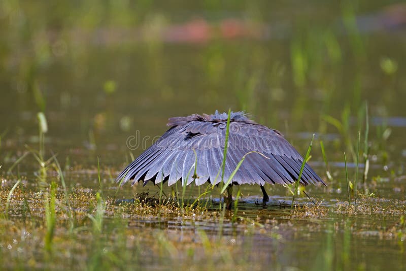 Airone Nero Che Guadagna in Acque Basse Fotografia Stock - Immagine di ...