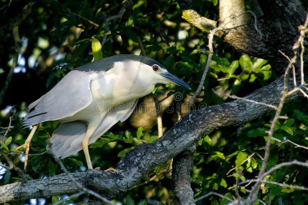 Airone Striato (Butorides Striata) Fotografia Stock - Immagine di ...