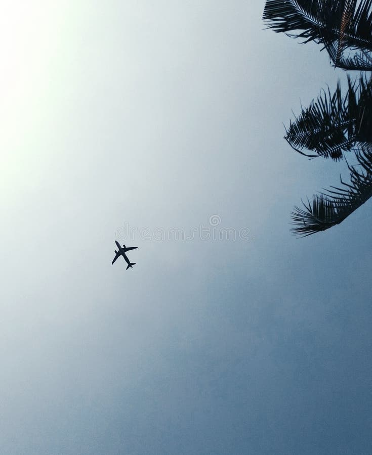 Airplane in Blue Sky with Coconut Trees Stock Image - Image of tree ...