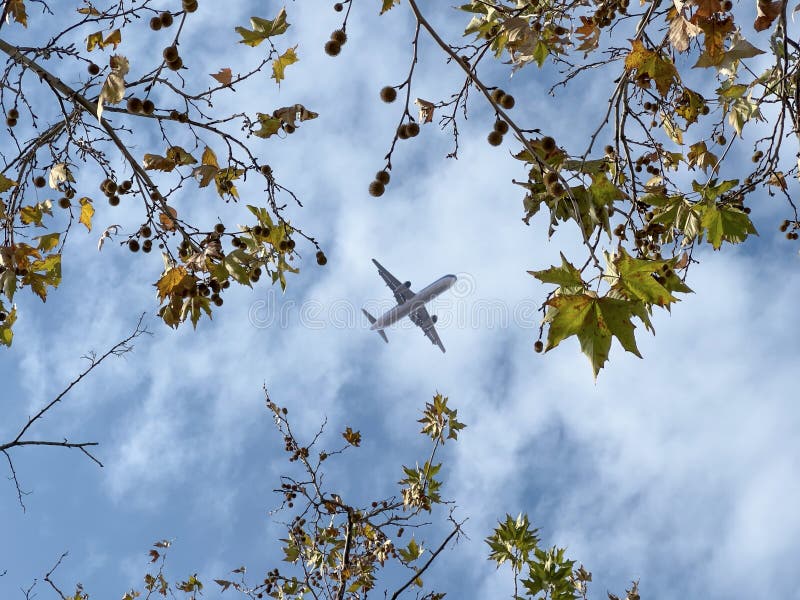 Airplane Flying Above the Forest, Bottom View Stock Image - Image of ...