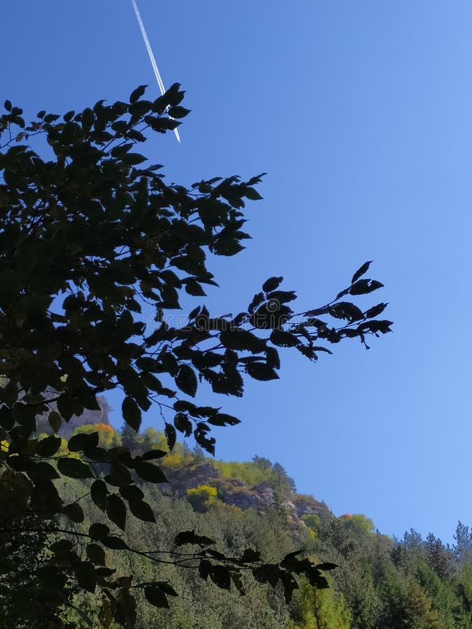 Airplane Flying Over a Tree Stock Photo - Image of reflection, sunlight ...
