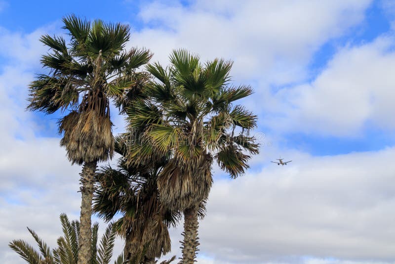Airplane Flying Past Tropical Palm Trees Stock Image - Image of ...