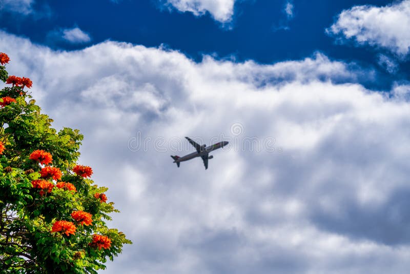 Airplane Flying in the Sky, Colorful Tree on the Foreground Stock Image ...