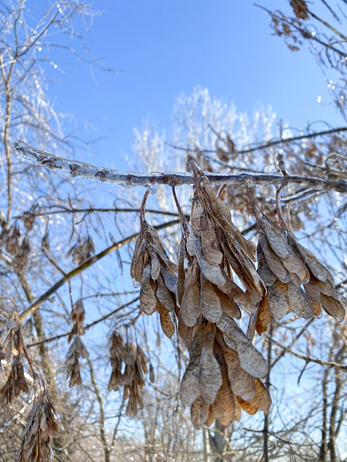 Airplane-shaped Maple Seeds on an Icy Tree in Winter Stock Image ...
