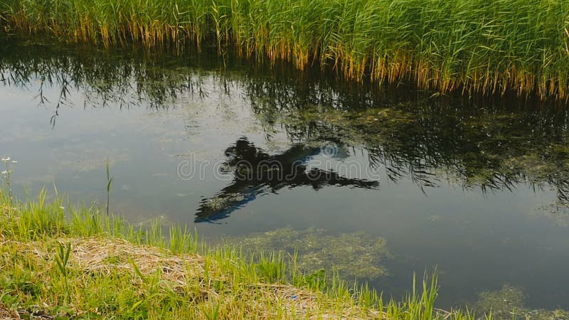Airplane Takes Off in Reflection of Water Surface Stock Video - Video ...