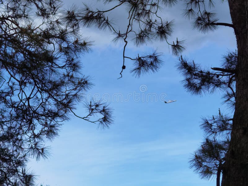 Airplane Taking Off Betweein Pine Trees Twings Stock Image - Image of ...