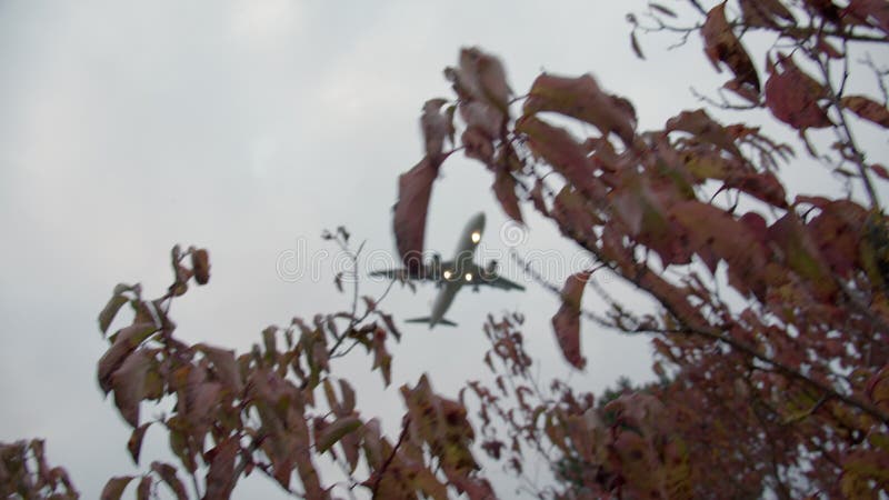 Airplane through the Tree Leaves Stock Footage - Video of aviation ...