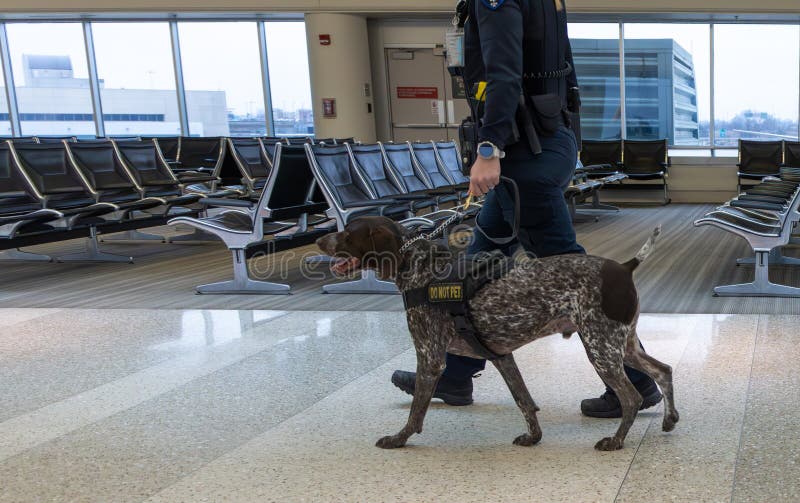 Airport security dog stock photo. Image of enforcement - 305955992