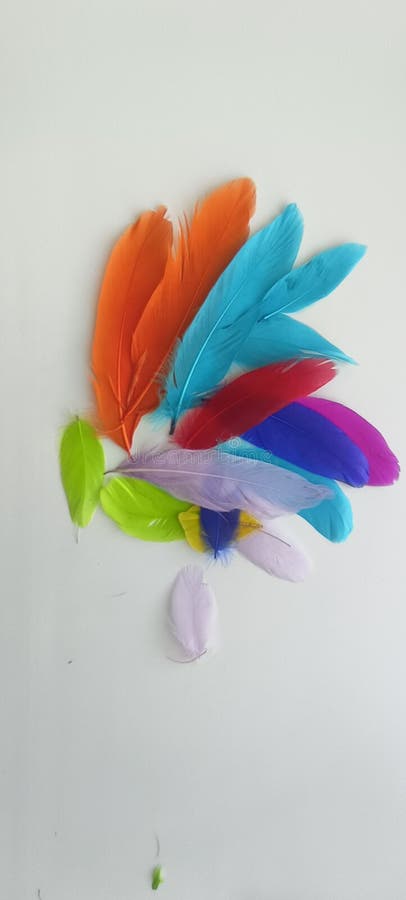 Airy Multi Colored Bird Feathers Stock Photos - Free & Royalty-Free ...