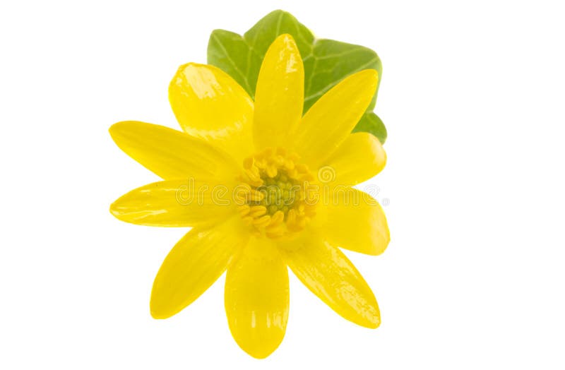 Aislada Flor De Onagra Amarilla Foto de archivo - Imagen de medicina ...