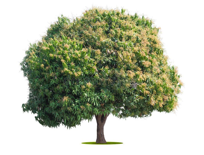 Árbol De La Raíz Del Mango En Campo De La Naturaleza Del Campo Foto de ...