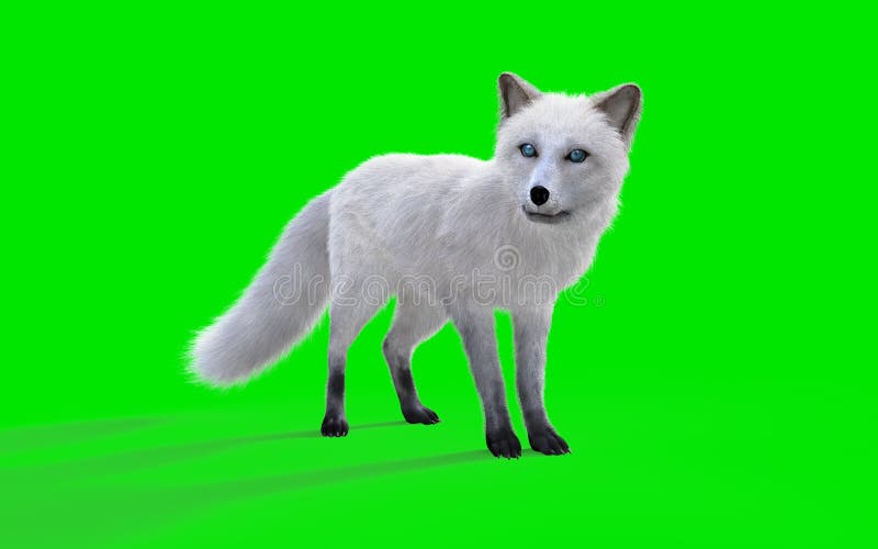 Aislante Del Fox Blanco Del Ejemplo 3d En Fondo Verde Stock de ...