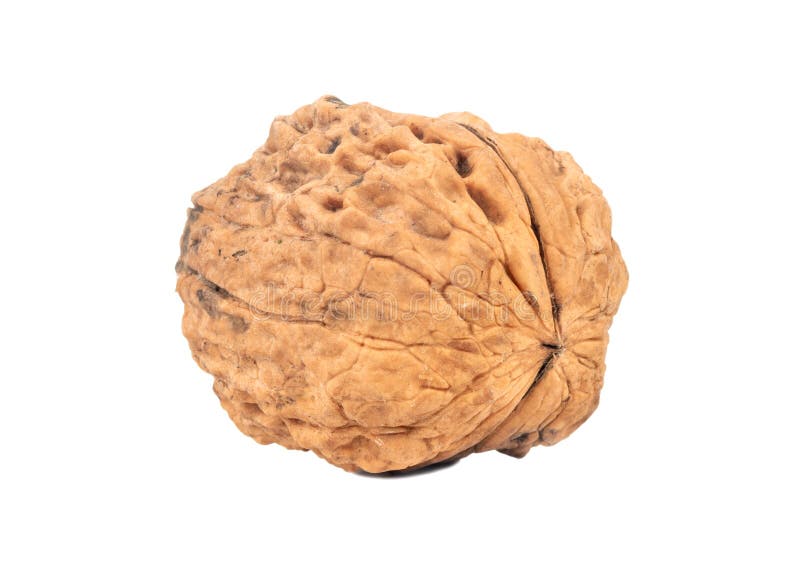 Aislante grande de la nuez imagen de archivo. Imagen de tuerca - 132961479