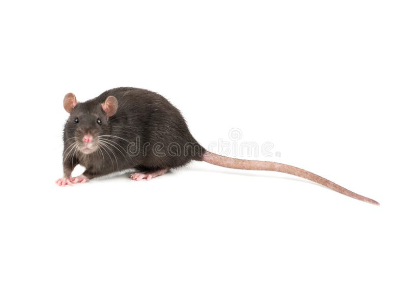 Aislante gris de la rata imagen de archivo. Imagen de peludo - 112980967