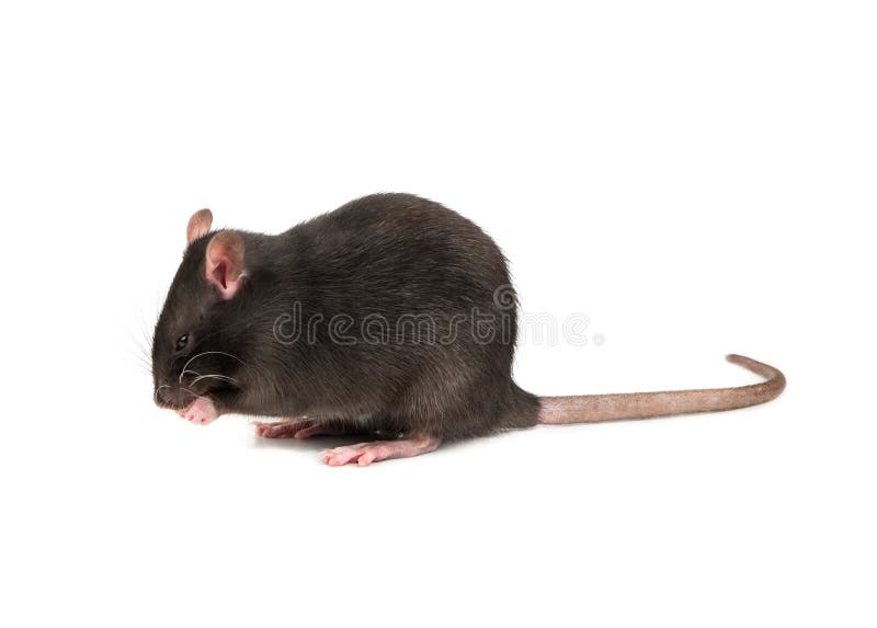 Aislante gris de la rata imagen de archivo. Imagen de pata - 113578427