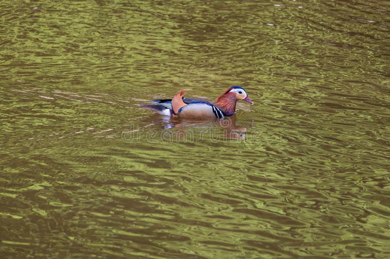Aix Galericulata Mandarin Duck - Nice Colored Duck on the Pond Stock ...