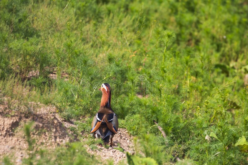 Aix Galericulata Mandarin Duck - Nice Colored Duck on the Pond Stock ...