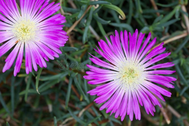 Aizoaceae, Lampranthus Spectabilis Immagine Stock - Immagine di scuro ...
