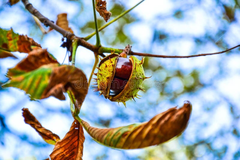Ajar Chestnut Growing on the Tree Stock Photo - Image of seasons, brown ...