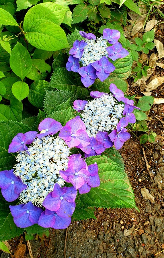 Ajisai стоковое изображение. изображение насчитывающей лилово - 118832449