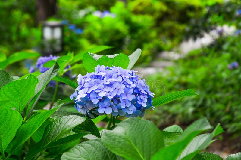 Ajisai Blooming in Spring and Summer Stock Image - Image of fresh ...