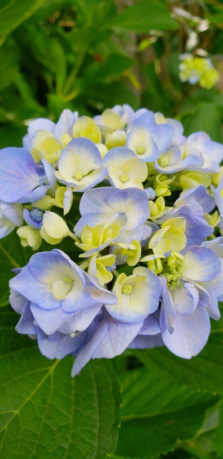 Ajisai stock photo. Image of flower, blue, ajisai, japan - 118832422