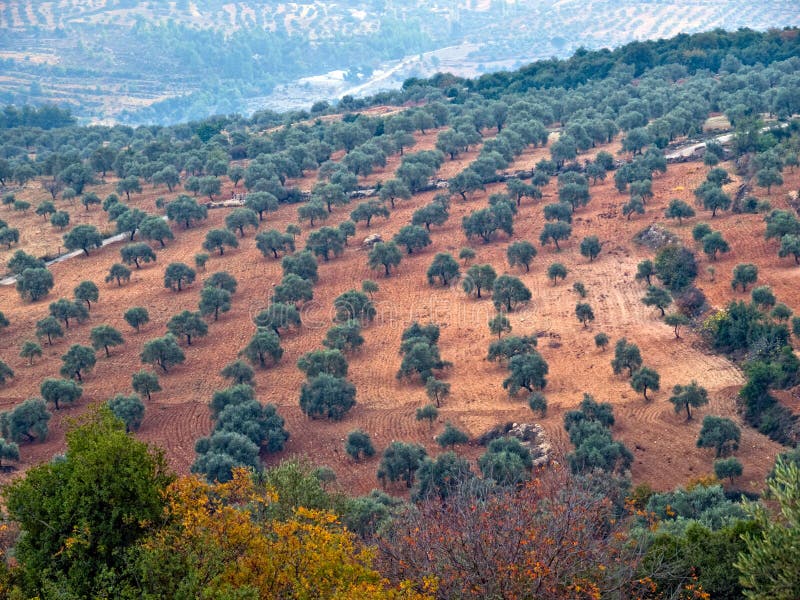 Ajloun, Jordan stock photo. Image of trees, panorama - 13872080