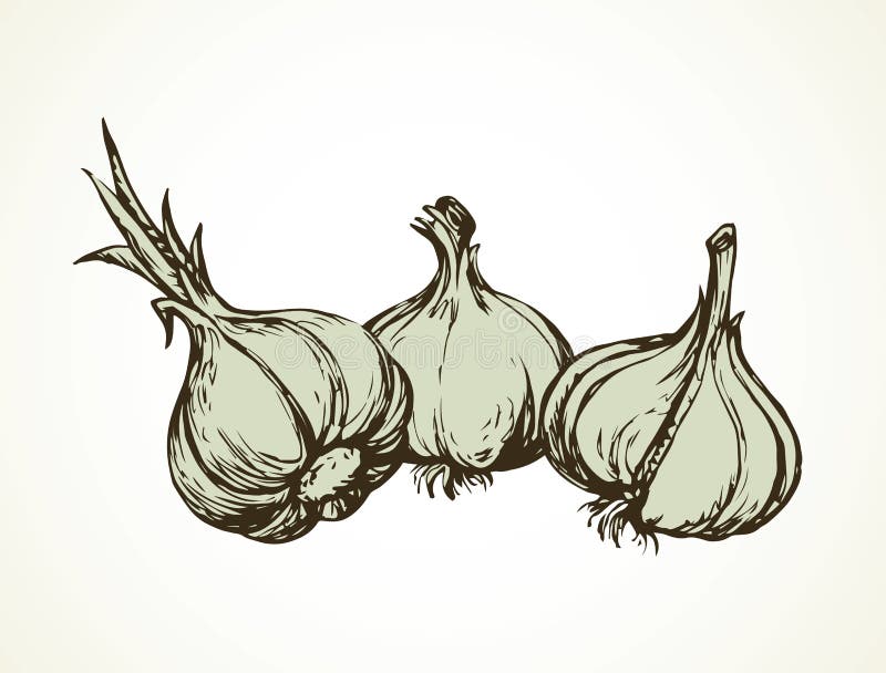 Ajo Ilustración del vector ilustración del vector. Ilustración de fondo ...