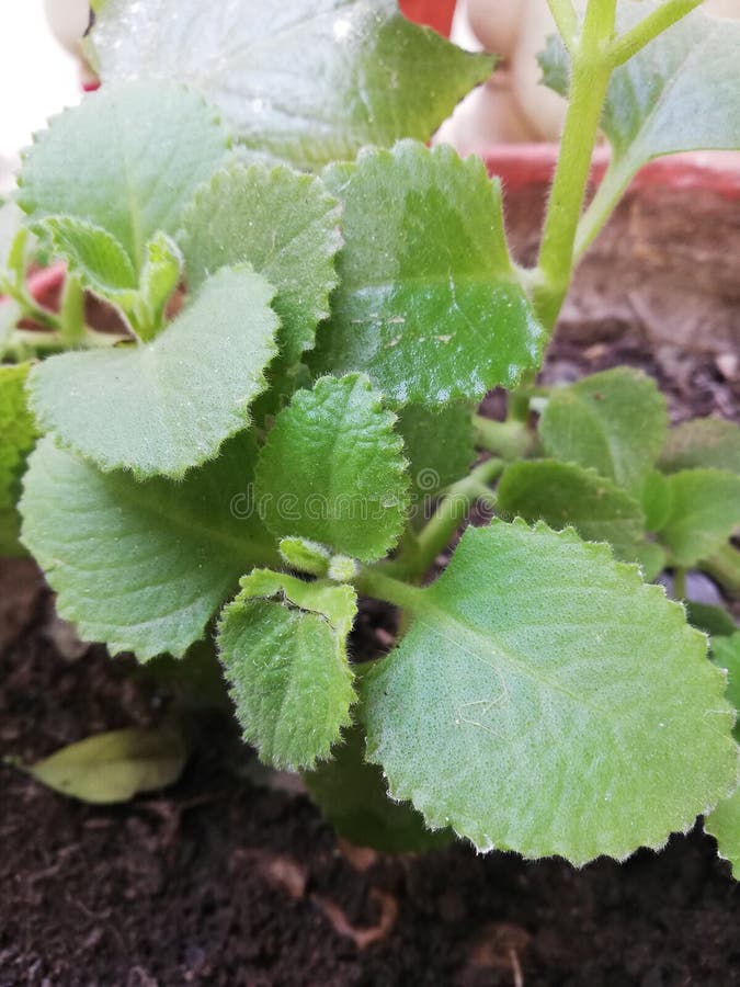 Ajowan tree in the pot stock photo. Image of india, herb - 169992790