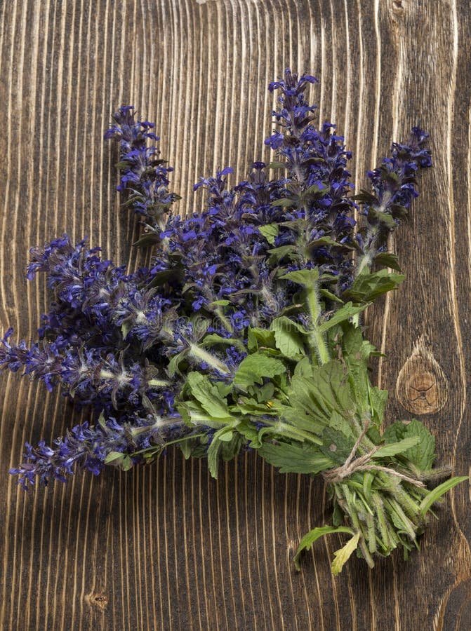 Ajuga stock photo. Image of medicinal, genevensis, health - 55809476