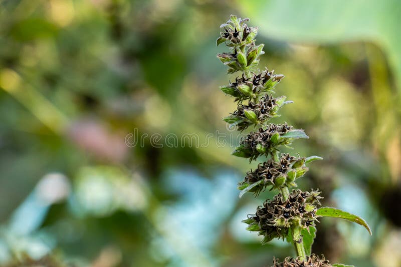 Ajuga Pyramidalis, Also Called Pyramidal Bugle or Pyramid Bugleweed ...
