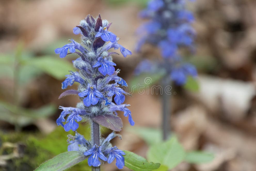 Ajuga Pyramidalis, Commonly Known As Pyramidal Bugle Stock Photo ...