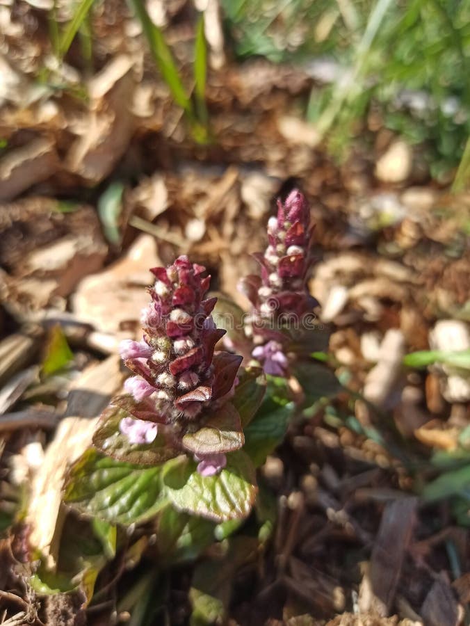 Ajuga Pyramidalis, Pyramidal Bugle Stock Photo - Image of leaf, ovate ...